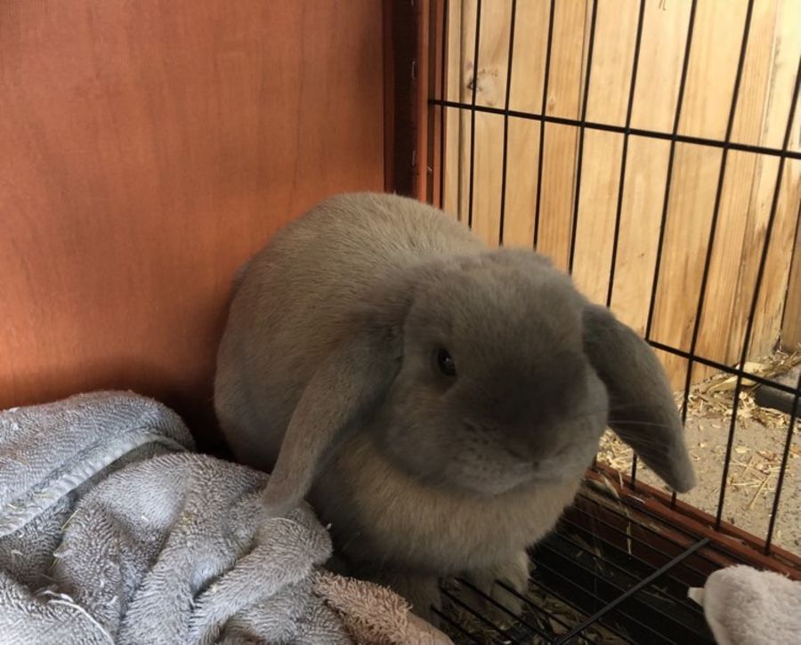 Dembe (Bugsy) - Male Mini Lop Rabbit in NSW - PetRescue