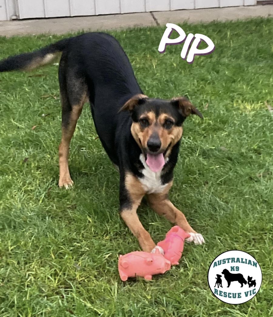 Pip - Medium Female Huntaway Mix Dog in VIC - PetRescue