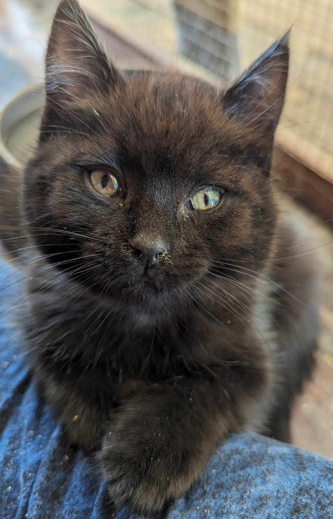 Toast (K4) - Female Siamese Cat in QLD - PetRescue