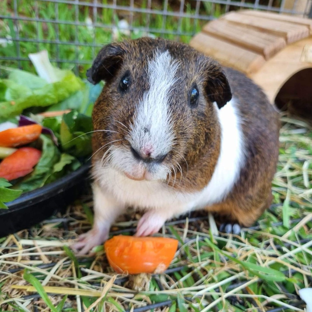 Mario - Male Short-hair Guinea Pig in WA - PetRescue