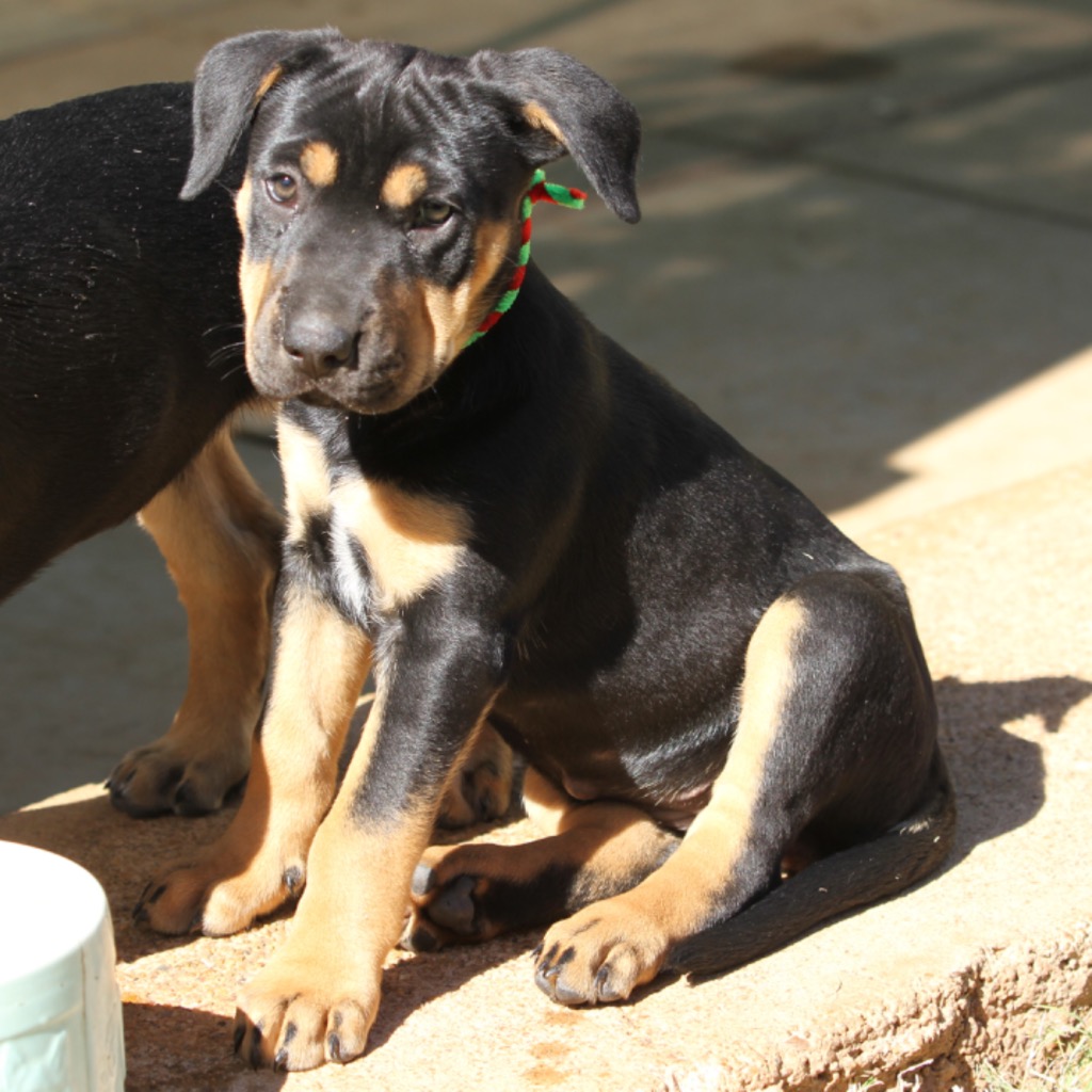 Nyx - Large Female Mixed Breed Dog in WA - PetRescue