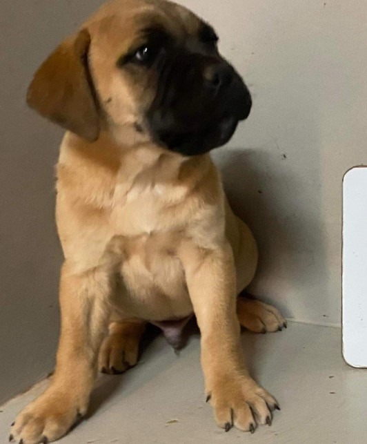 Archie - Large Male Mixed Breed Dog in WA - PetRescue