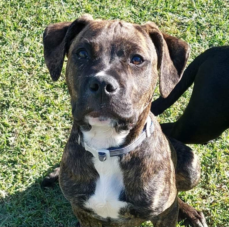 Sleepy - Large Male Bullmastiff x Staffordshire Bull Terrier Mix Dog in ...