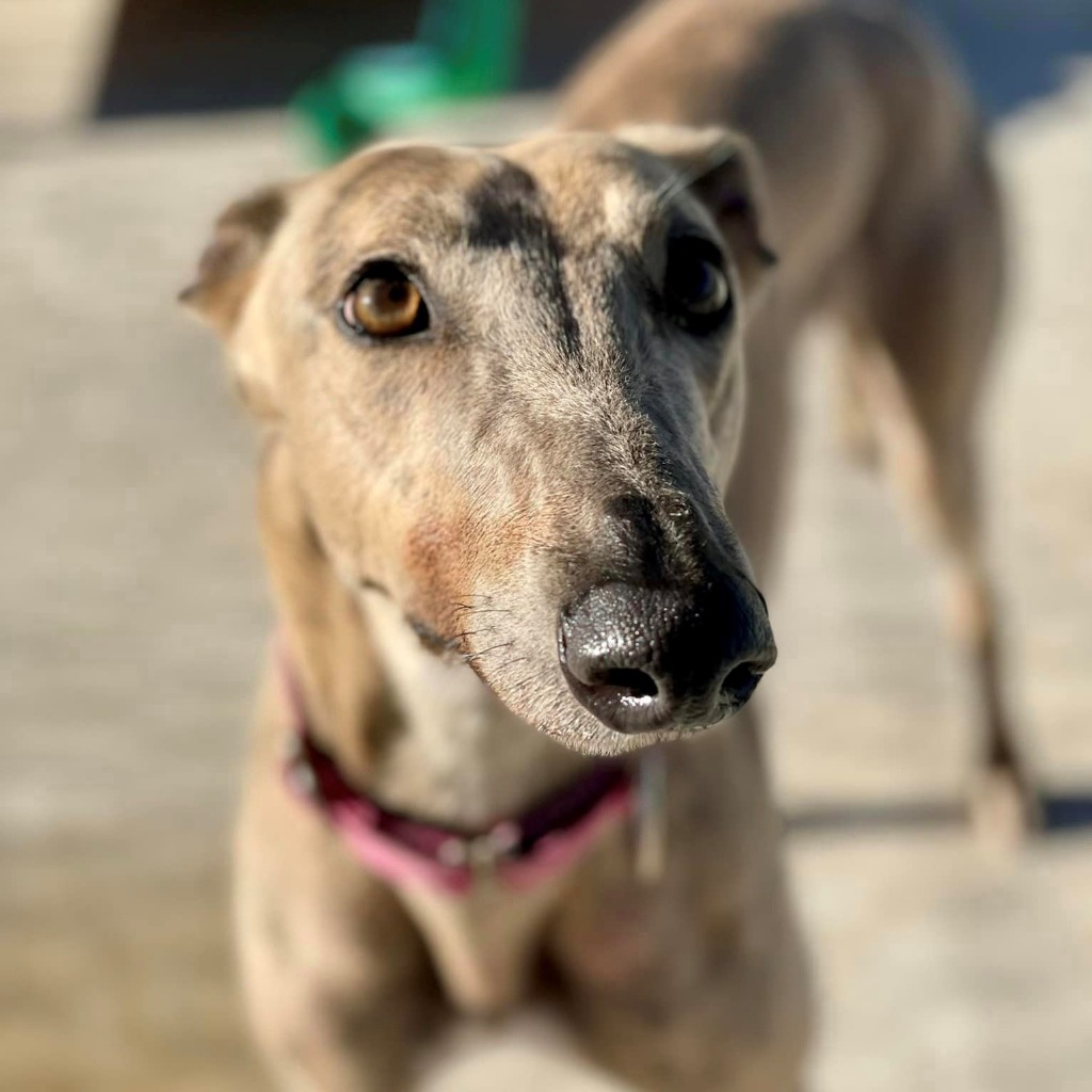 Mimosa - Large Female Greyhound Dog in NSW - PetRescue