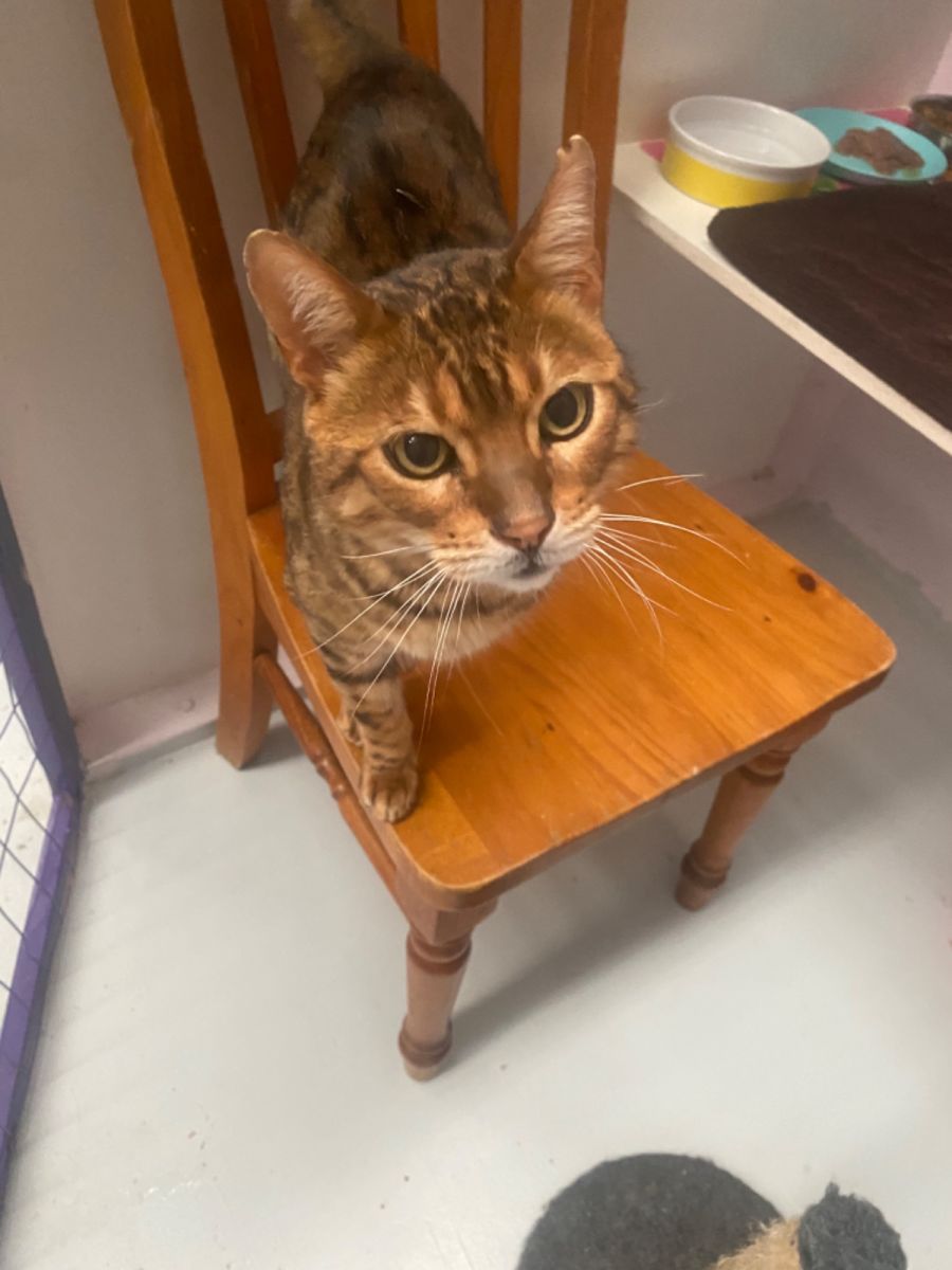 Simba - Male Bengal Cat in VIC - PetRescue