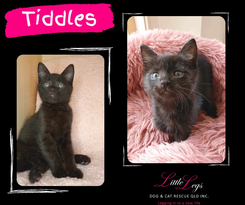 Tiddles - Male Domestic Short Hair Cat in QLD - PetRescue