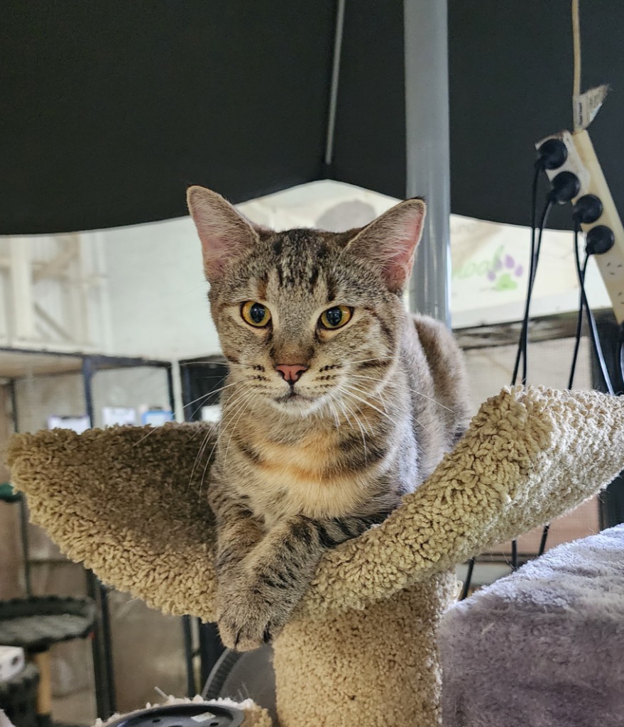 Sundae - Female Domestic Short Hair Cat in NT - PetRescue