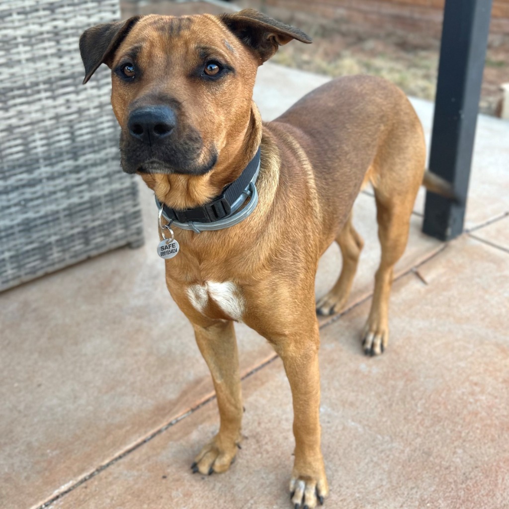 Boof - Medium Male Mixed Breed Dog in WA - PetRescue
