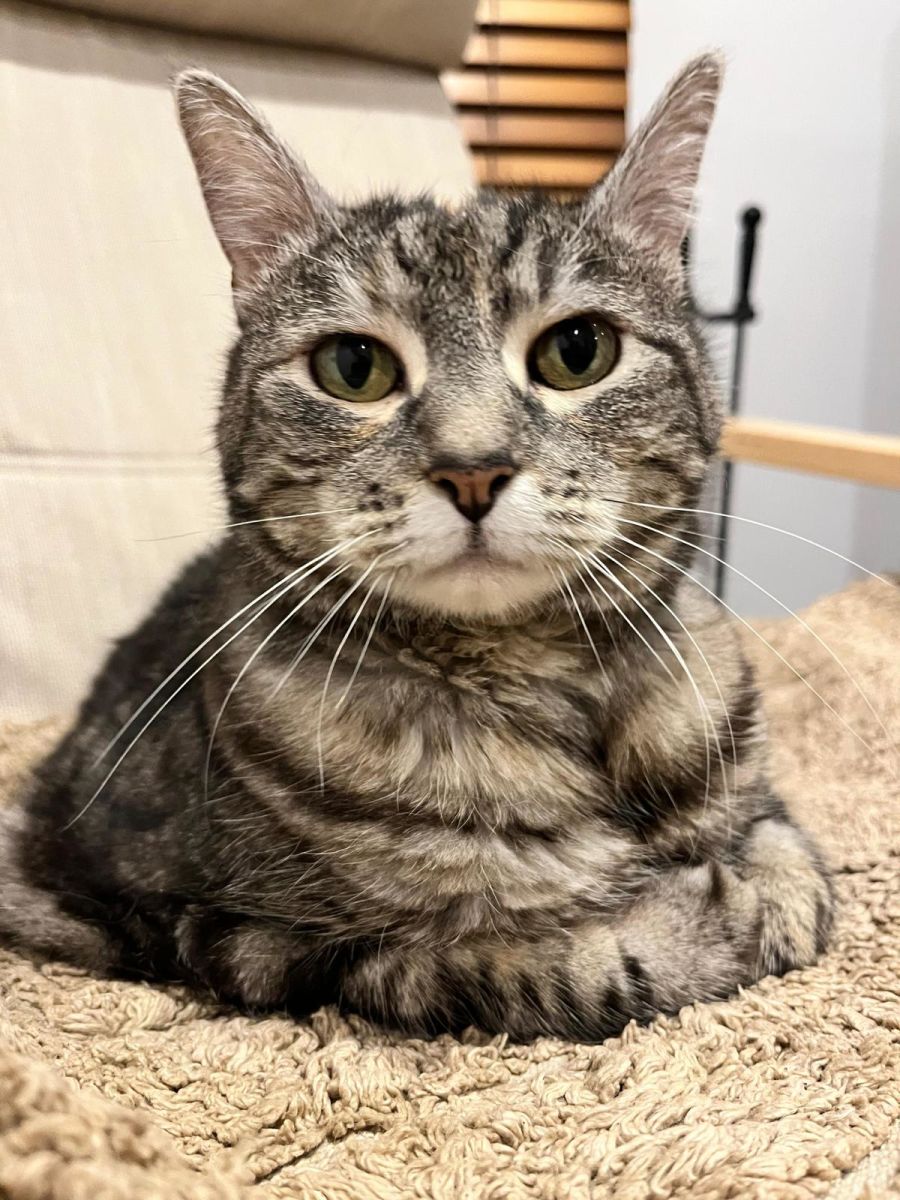 Toru - Female Domestic Short Hair Cat in VIC - PetRescue