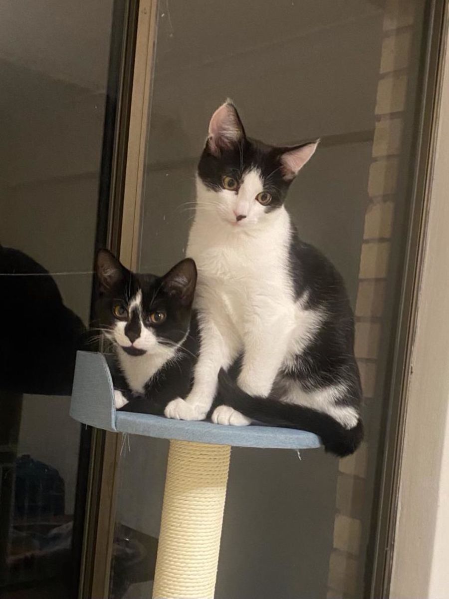 Locki & Micki - Male Domestic Short Hair Cat in NSW - PetRescue