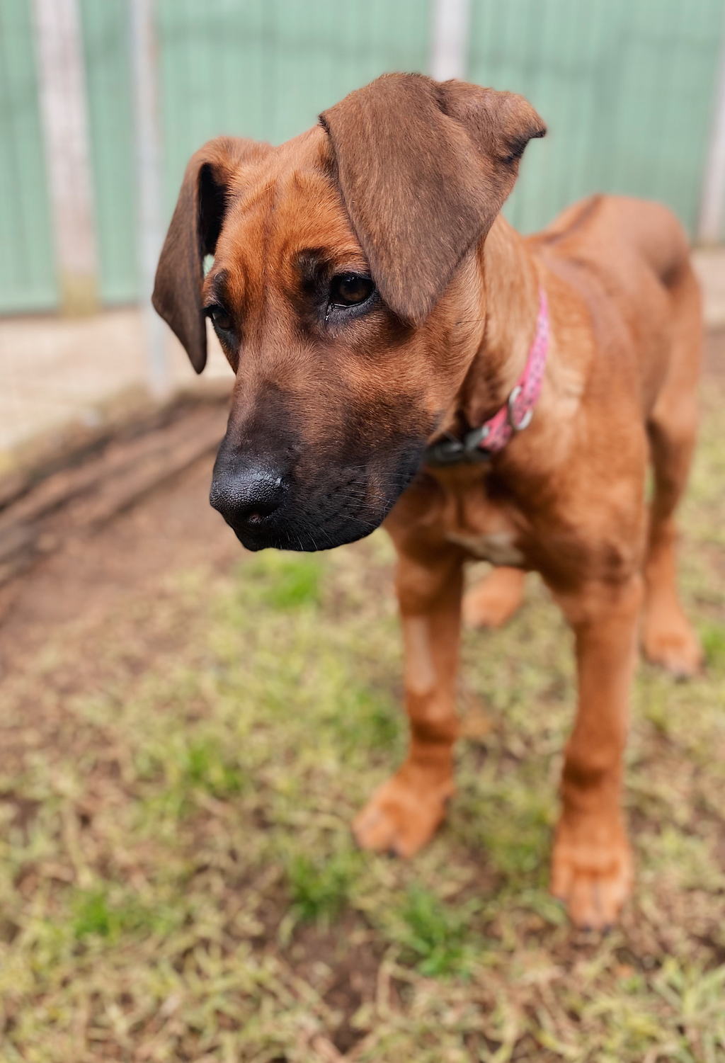 Poppy (Bella) - Medium Female Rhodesian Ridgeback Dog in VIC - PetRescue