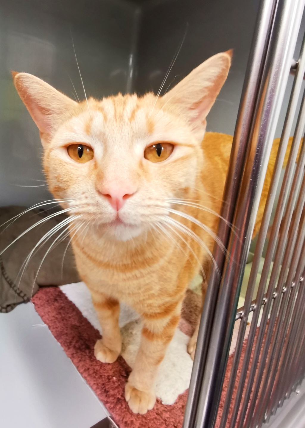 Merida - Female Domestic Short Hair Mix Cat in QLD - PetRescue
