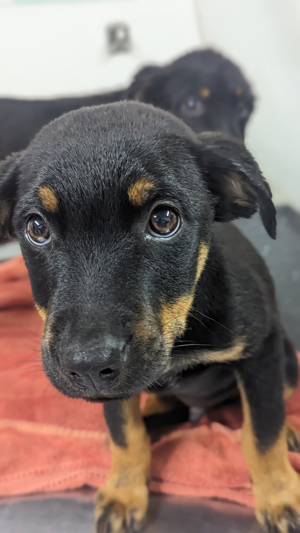 Rik - Medium Male Kelpie x Rottweiler Mix Dog in QLD - PetRescue
