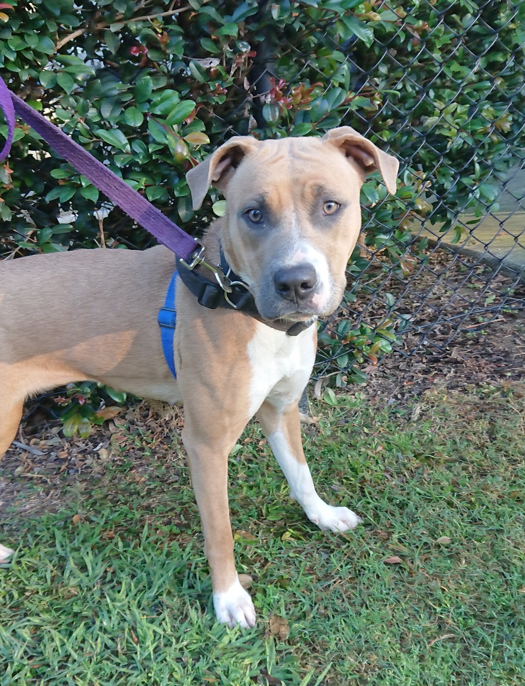 Shae - Medium Female American Staffordshire Bull Terrier Mix Dog in QLD ...