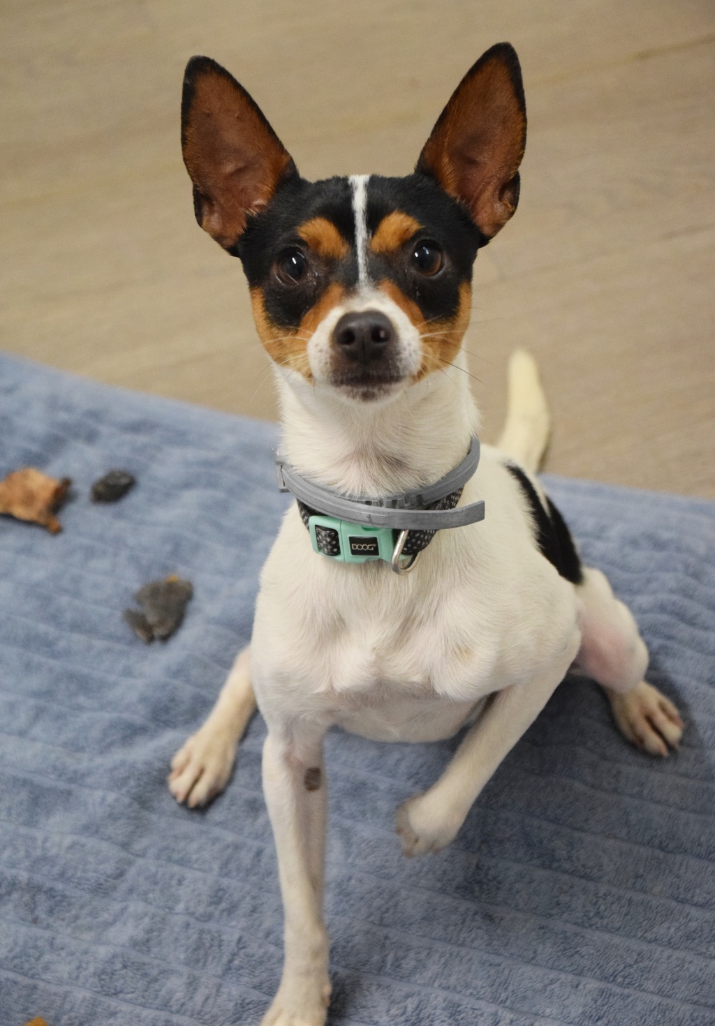 Pumpkin - Small Male Miniature Fox Terrier Mix Dog in QLD - PetRescue