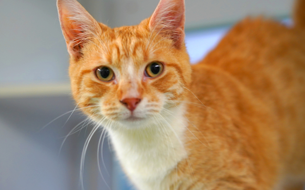 Hope - Male Domestic Short Hair Mix Cat in VIC - PetRescue