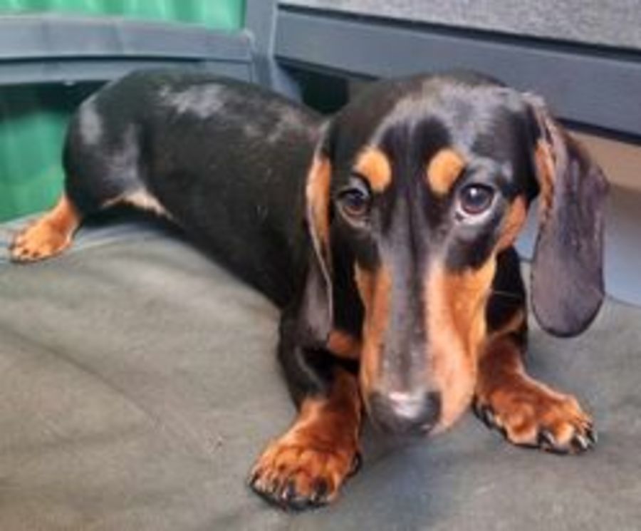 Mr Darcy - Small Male Dachshund Dog in NSW - PetRescue