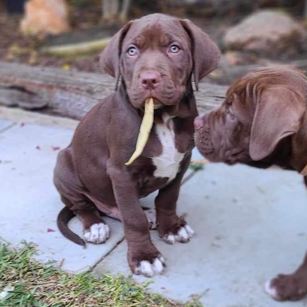 Ilich - Medium Male Rhodesian Ridgeback x Mixed Breed Mix Dog in WA ...