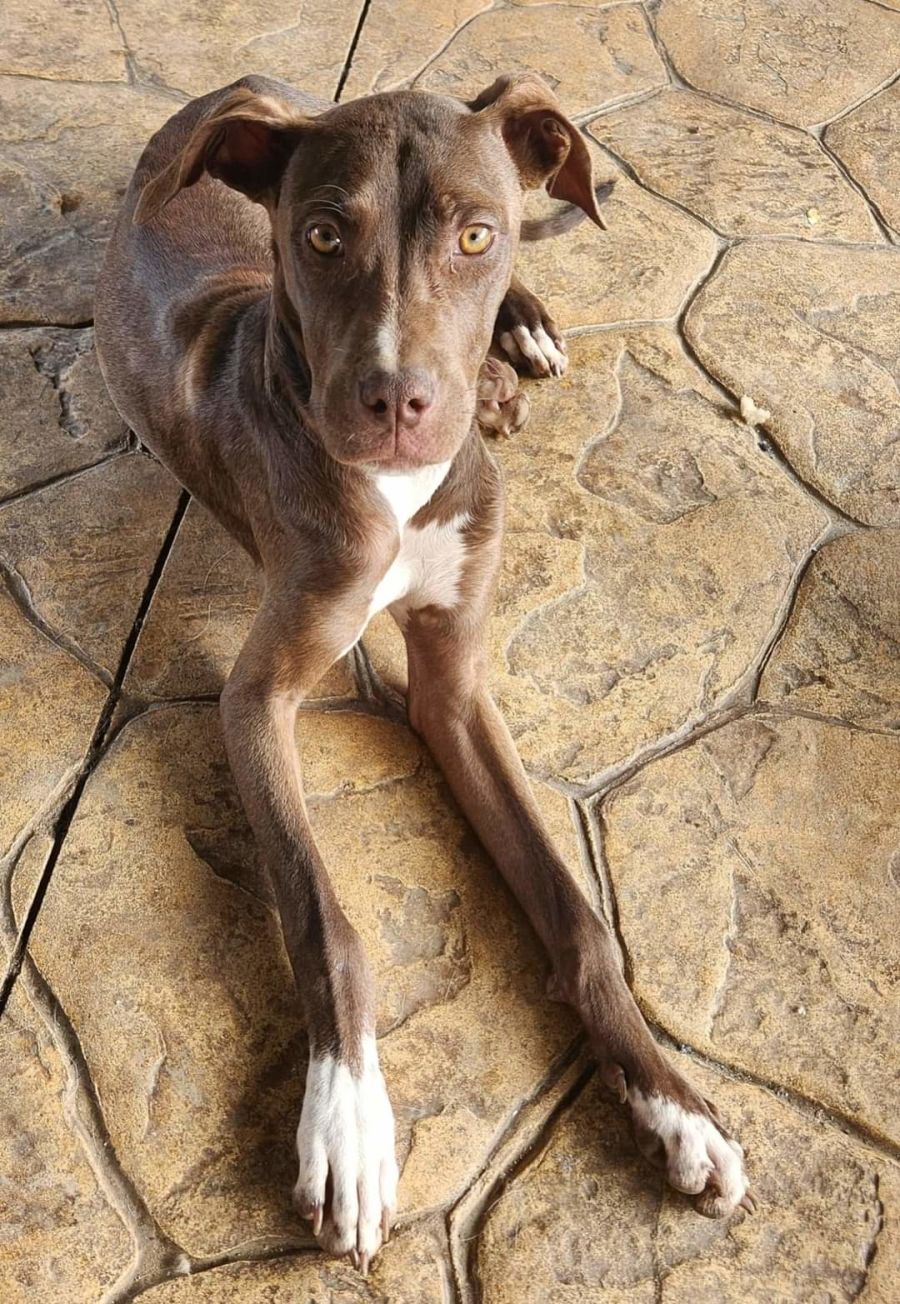 Styx - Medium Female Bull Arab Mix Dog in QLD - PetRescue