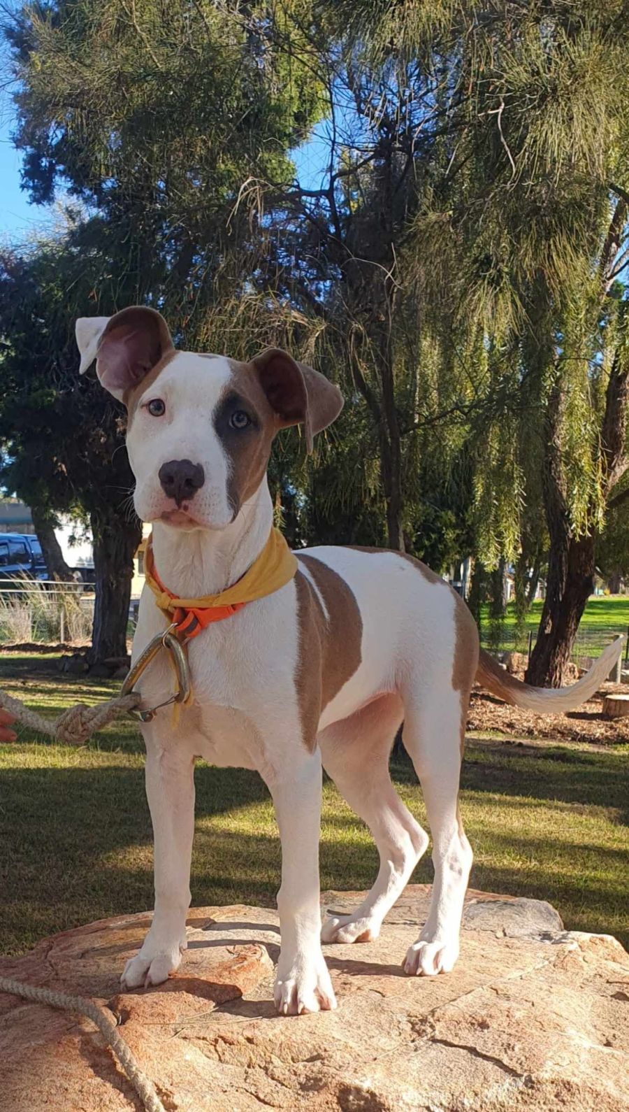 Nyla - Medium Female Staffy Mix Dog in VIC - PetRescue