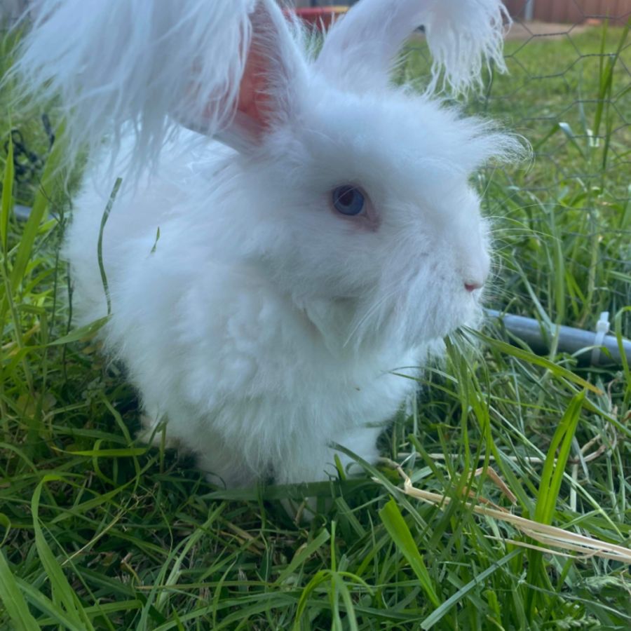 Einstein - Male Angora Rabbit in NSW - PetRescue