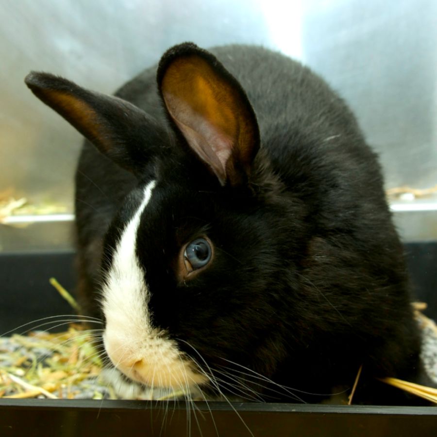Regina - Female Dutch Rabbit in NSW - PetRescue