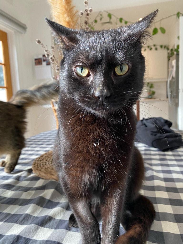 Lando - Male Domestic Short Hair Cat in VIC - PetRescue