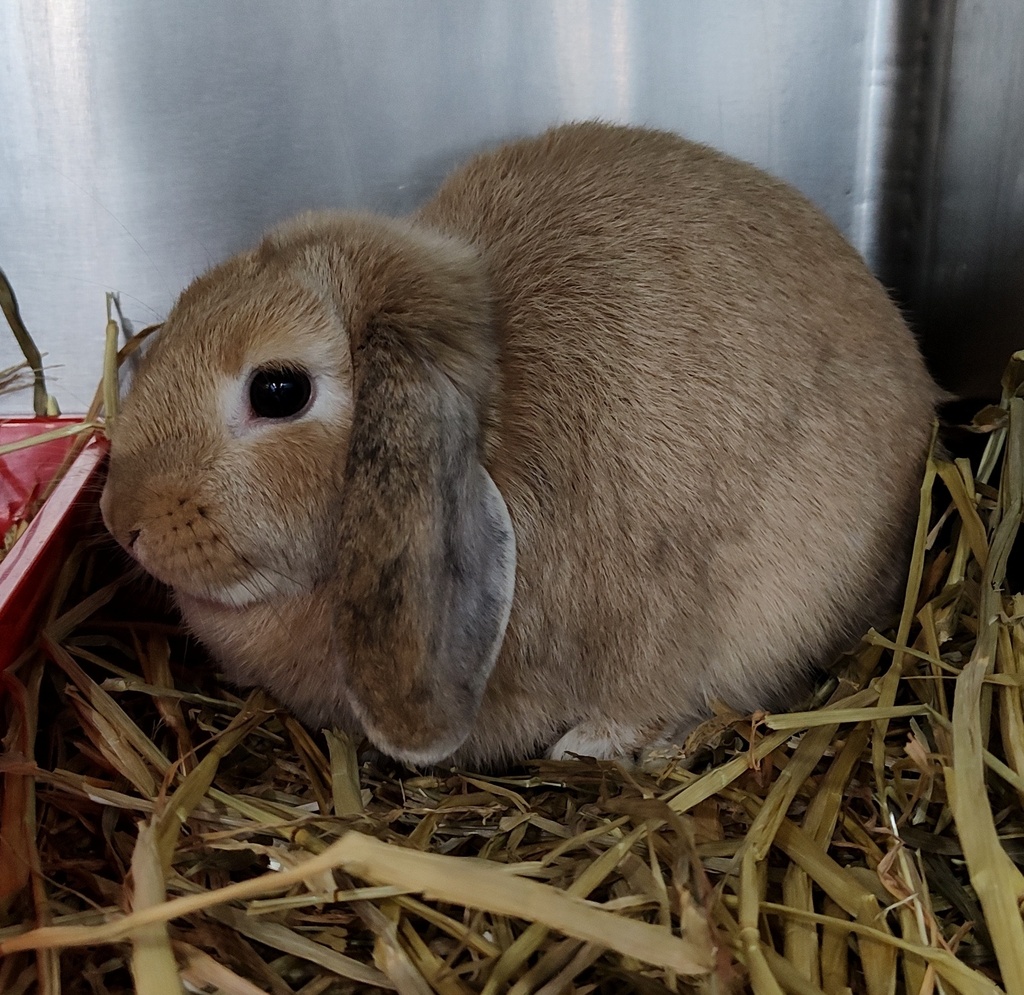 Ginger - Female Mini Lop Mix Rabbit in VIC - PetRescue