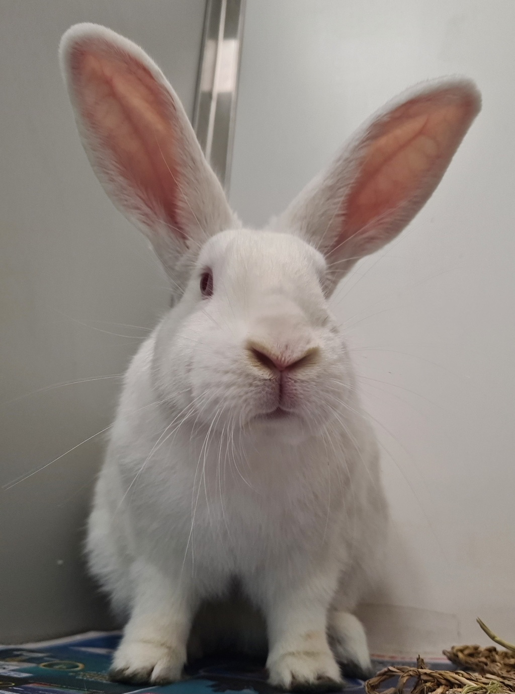 Tali - Female New Zealand Mix Rabbit in VIC - PetRescue