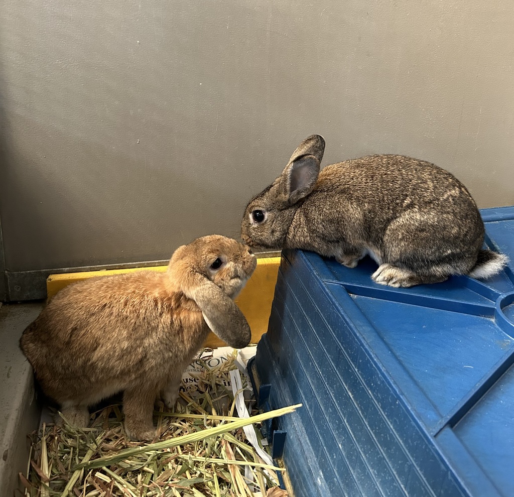 Angelo - Male Mini Lop Mix Rabbit in WA - PetRescue