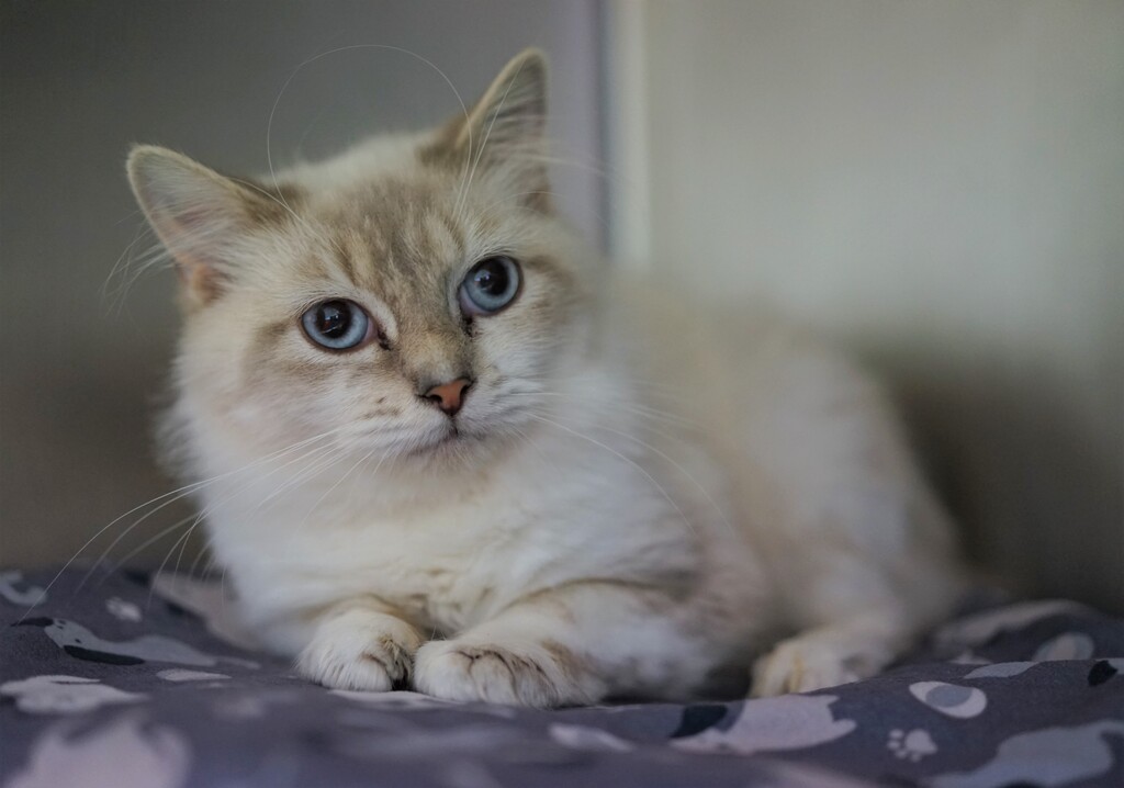 Lilly - Female Layanese Mix Cat in QLD - PetRescue