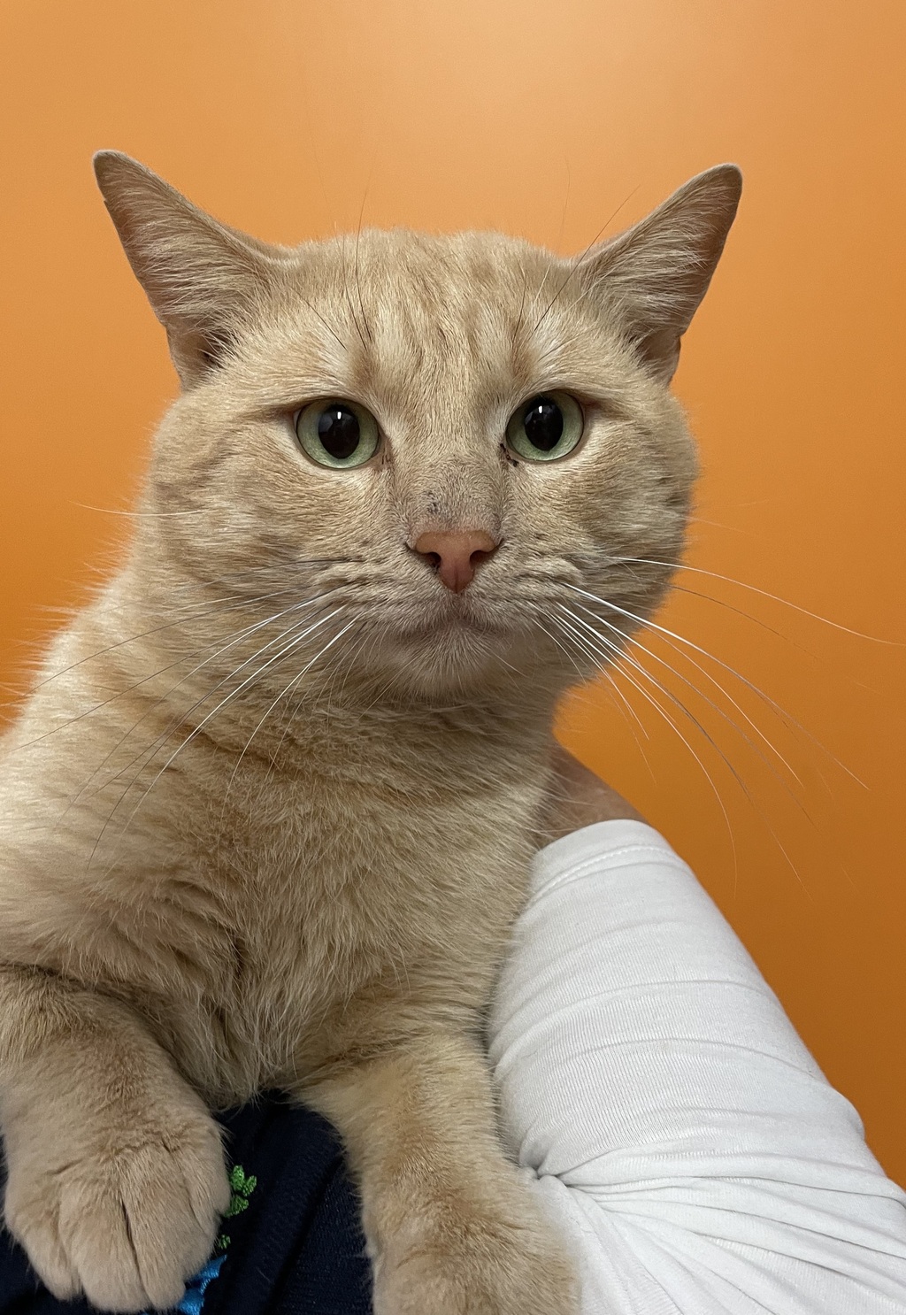 Butterscotch - Male Domestic Short Hair Mix Cat in QLD - PetRescue