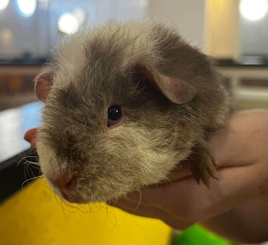 Ripple - Male Short-hair Texel Mix Guinea Pig in QLD - PetRescue