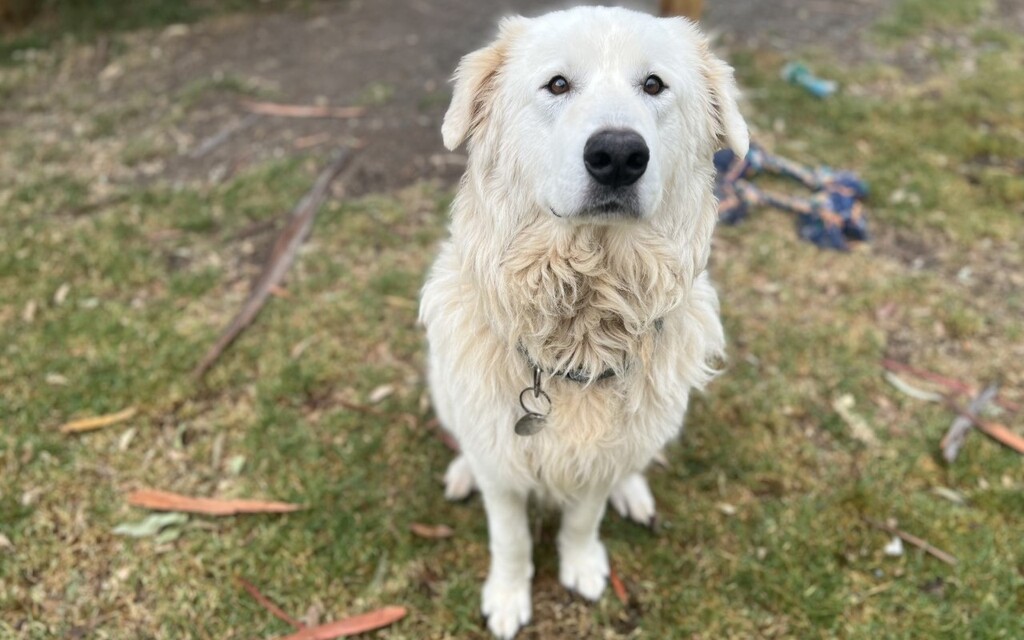 Hendrix - Large Male Maremma Sheepdog Mix Dog in VIC - PetRescue