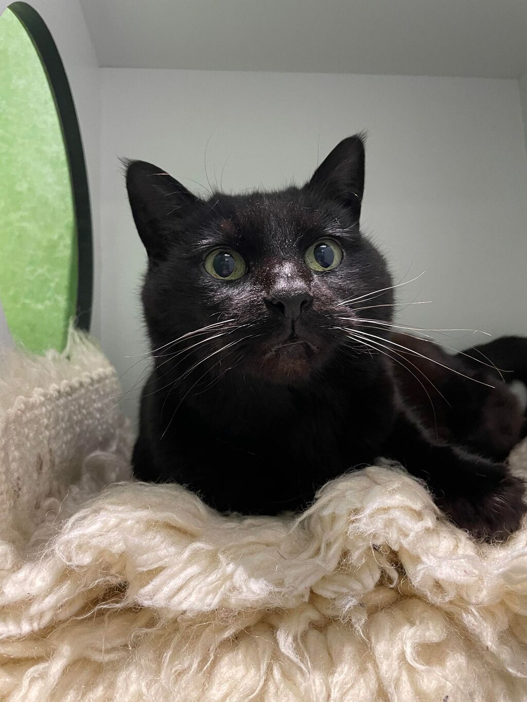 Jasmine - Female Domestic Short Hair Cat in VIC - PetRescue