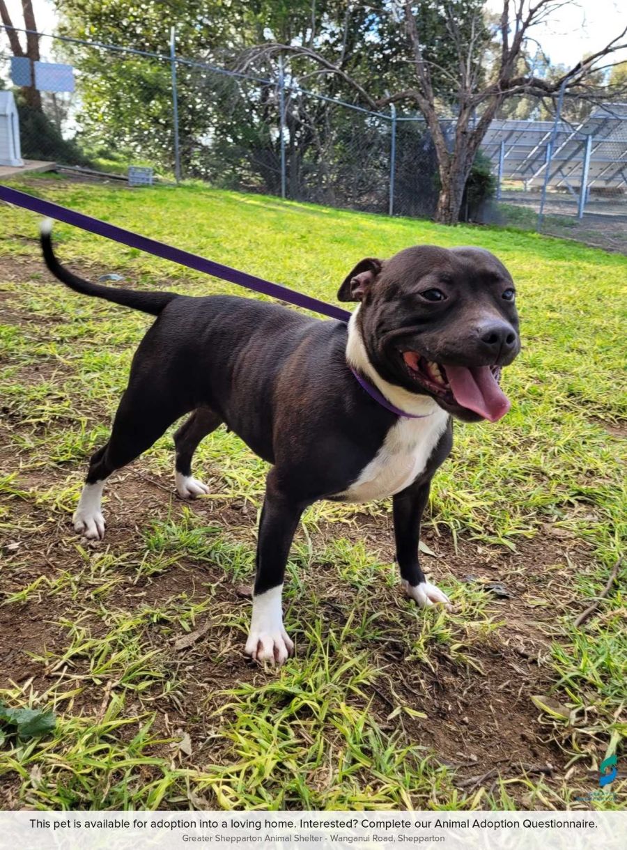 Lilly - Medium Female Staffy Dog in VIC - PetRescue