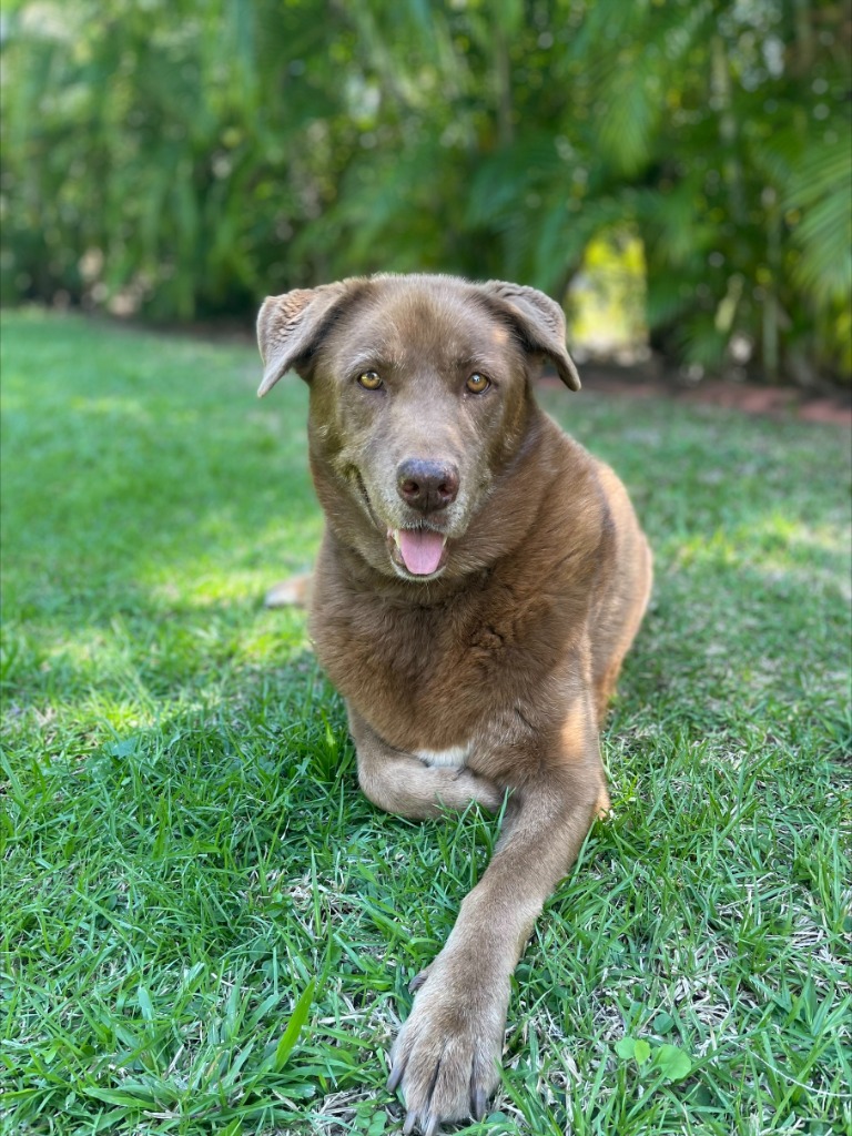 Penny - Medium Female Husky x Labrador Mix Dog in NT - PetRescue