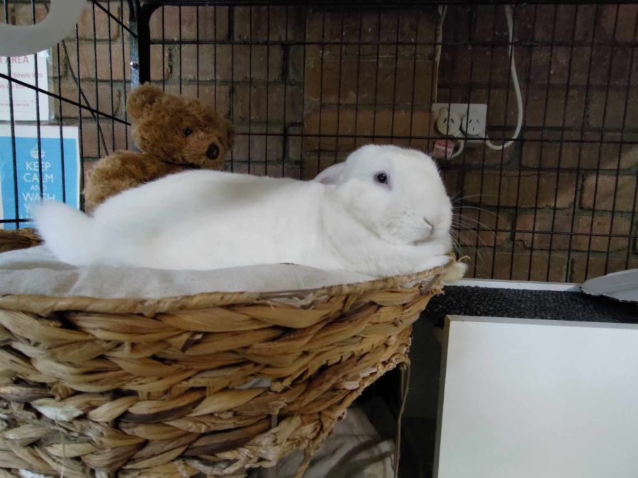 Rabbit Runaway Orphanage - PetRescue