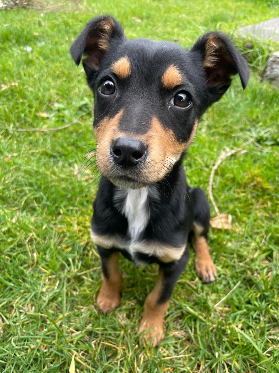 Venus - Medium Male Kelpie Dog in VIC - PetRescue