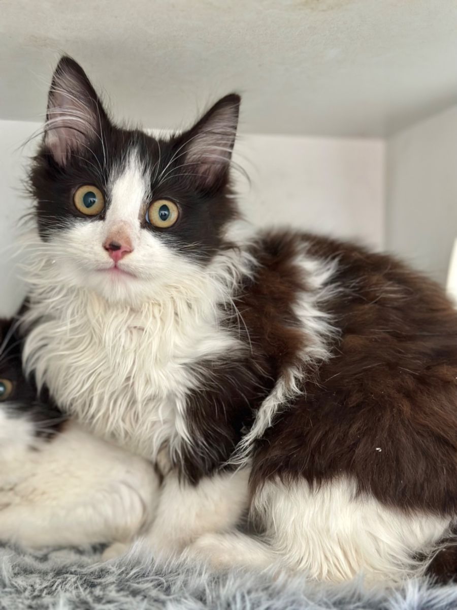 Krusty - Male Domestic Medium Hair Cat in NSW - PetRescue