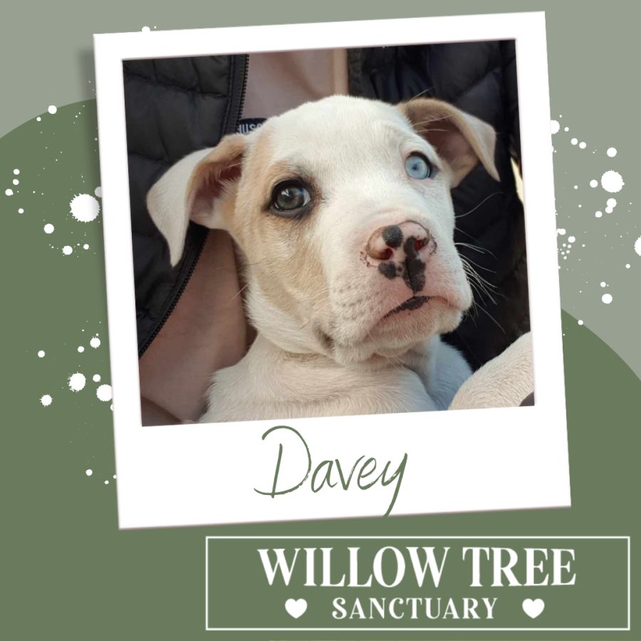 Davey - Medium Male Bull Arab Mix Dog in QLD - PetRescue