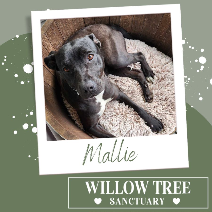 Mallie - Medium Female Staffy Mix Dog in NSW - PetRescue