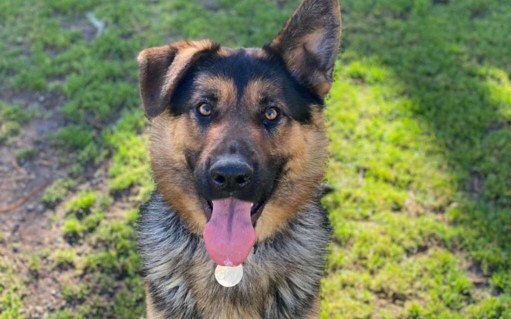 Douggie - Large Male German Shepherd Mix Dog in VIC - PetRescue