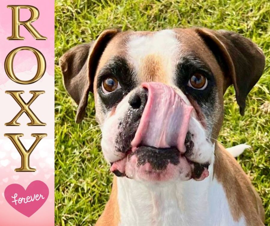 Roxy - Medium Female Boxer Dog in VIC - PetRescue
