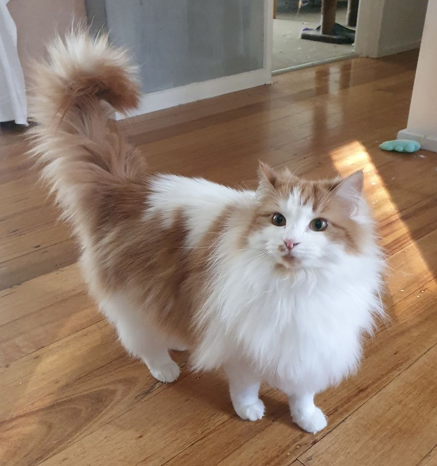 Wendy and Tina 🧡🧡 - Female Domestic Medium Hair x Domestic Long Hair ...