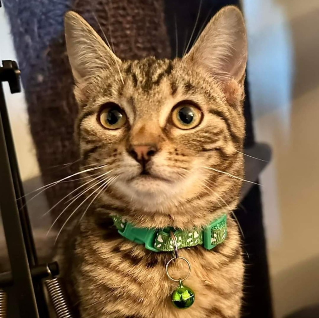 Nyssa - Female Domestic Short Hair Cat in WA - PetRescue