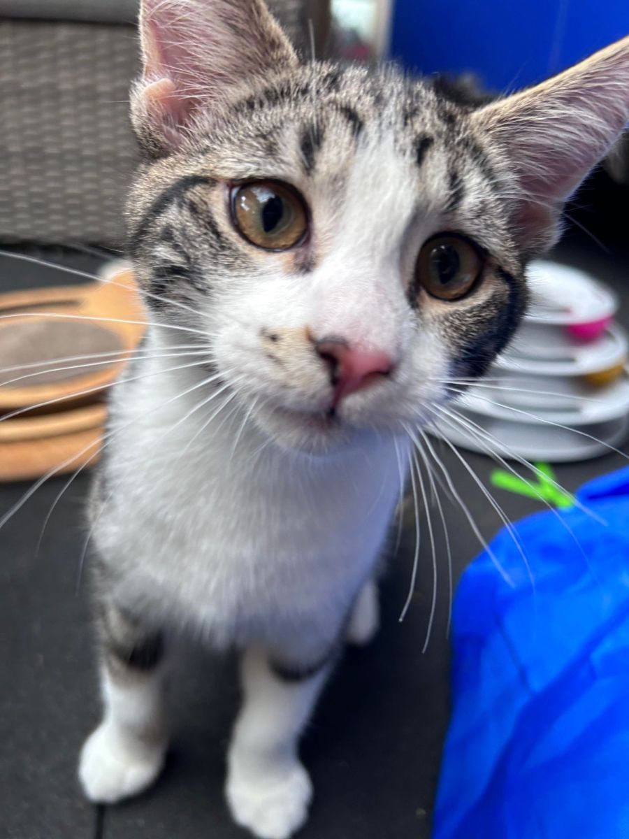 Lemmy - Male Domestic Short Hair Cat in VIC - PetRescue