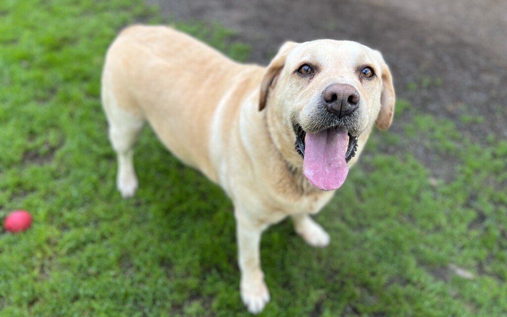Boomer - Large Male Labrador Mix Dog in VIC - PetRescue