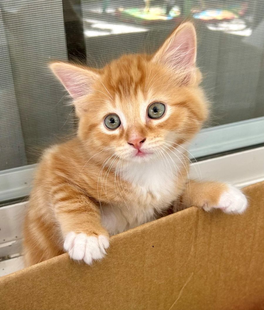 Bobby - Male Manx Cat in QLD - PetRescue