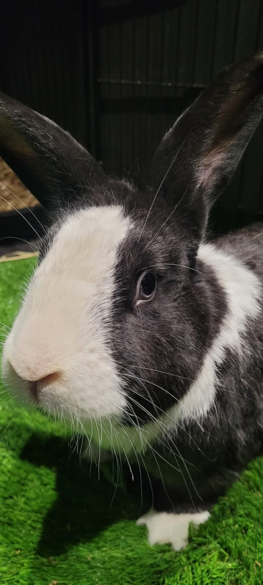 Buddy - Male Flemish Giant Mix Rabbit in VIC - PetRescue